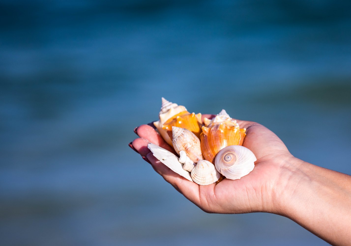 Anclote Key State Park | Florida's Sports Coast