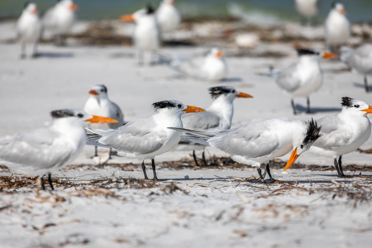 Pasco County: A Birdwatching Paradise