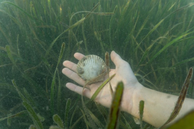 Scalloping Prep 101 | Florida's Sports Coast