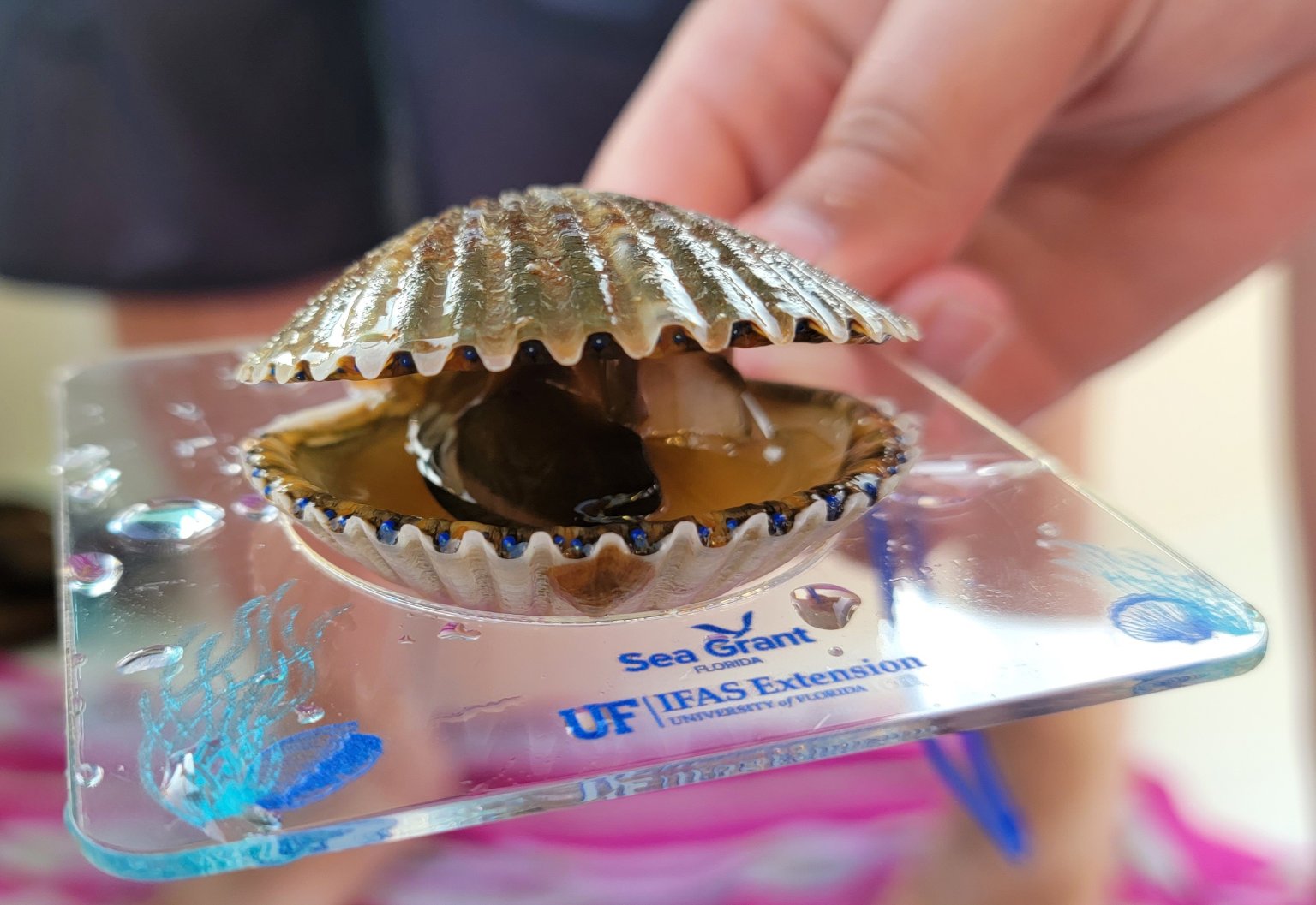 Scalloping In Florida Along Florida’s Sports Coast
